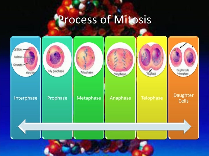 Dna replication in mitosis vs meiosis - digbasta