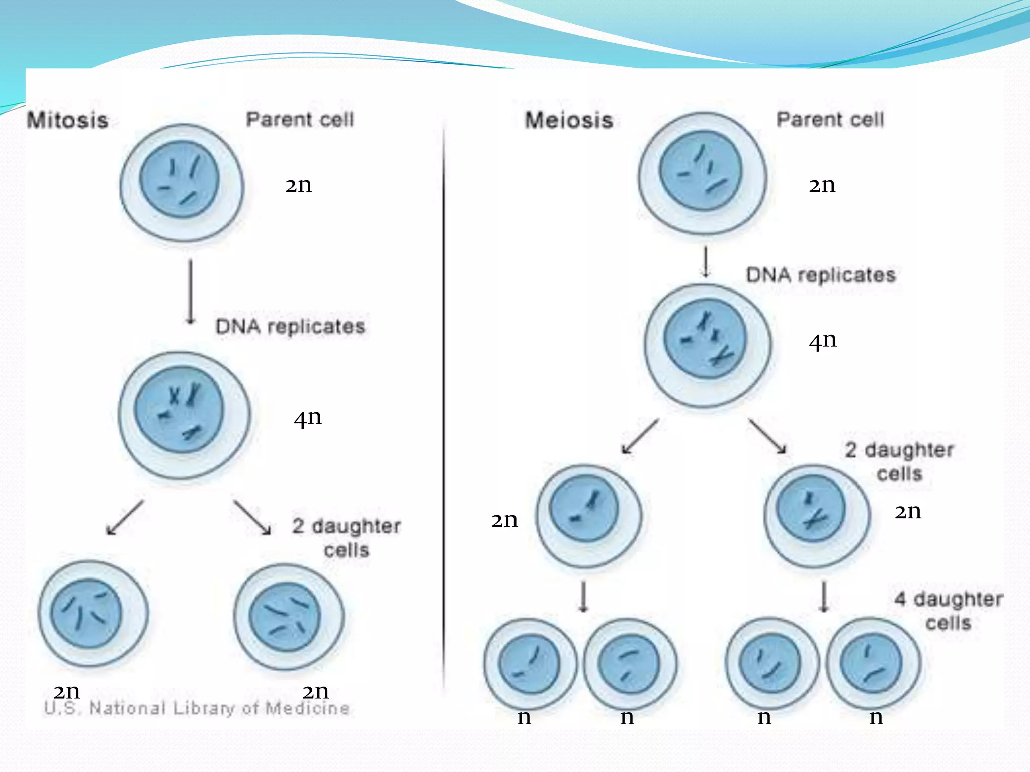 Mitosis, meiosis and inheritance | PPTX