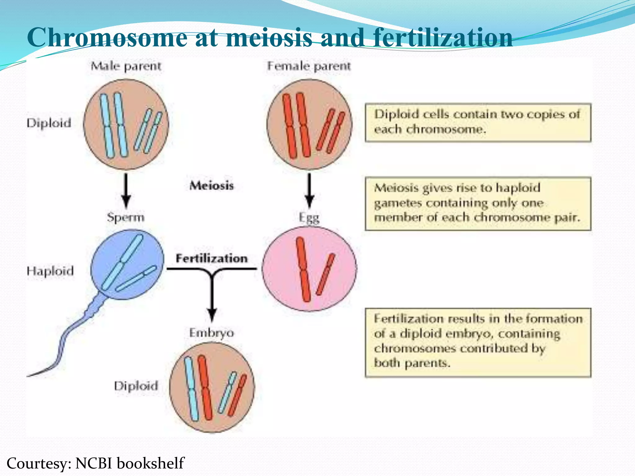 Mitosis, meiosis and inheritance | PPTX