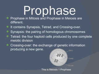 Mitosis meiosisautumnhannah | PPT