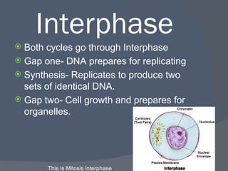 Mitosis meiosisautumnhannah | PPT