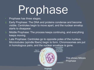 Mitosis meiosisautumnhannah | PPT