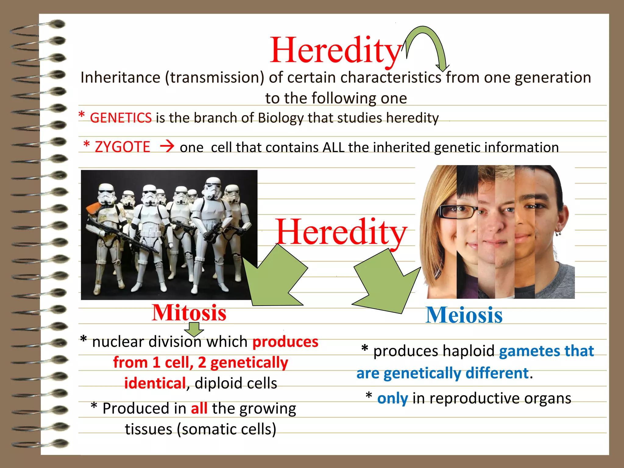 Mitosis meiosis mine | PPT
