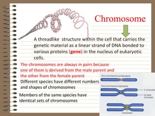 Mitosis meiosis mine | PPT