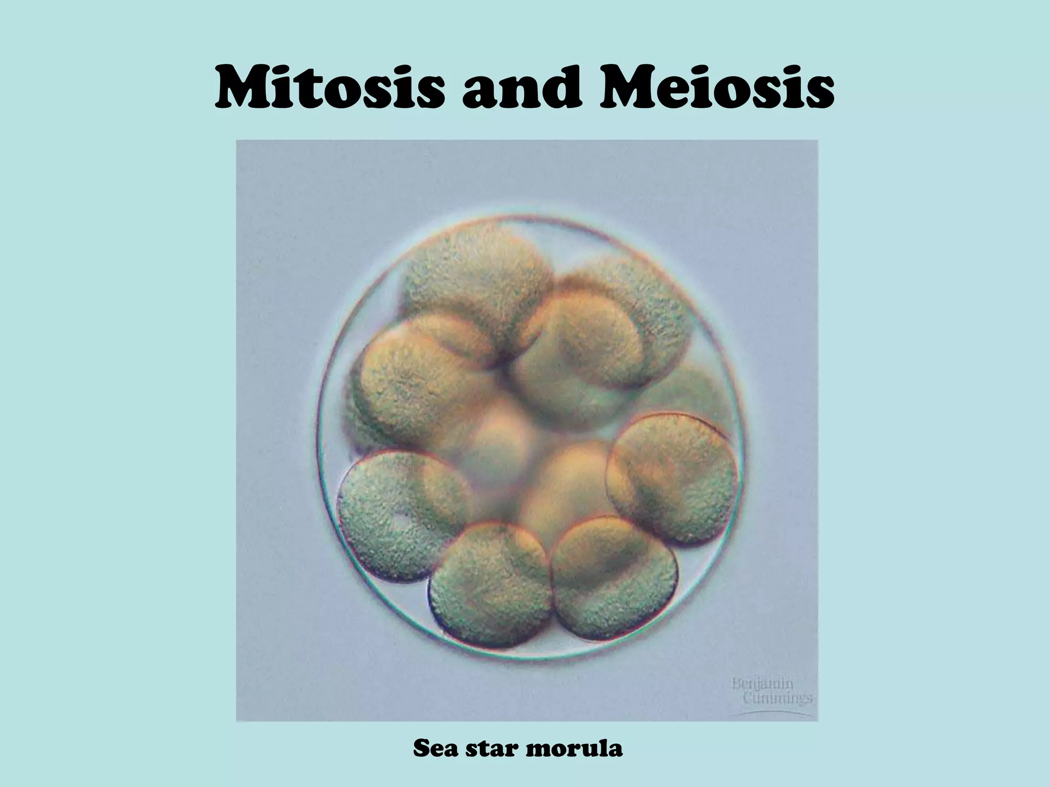 Mitosis meiosis powerpoint.ppsx