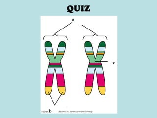 Mitosis meiosis powerpoint.ppsx