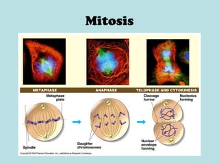 Mitosis meiosis powerpoint.ppsx