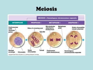 Mitosis meiosis powerpoint.ppsx