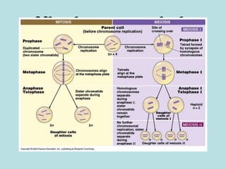 Mitosis meiosis powerpoint.ppsx