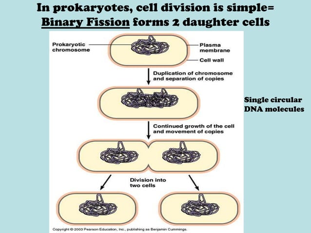 Mitosis meiosis powerpoint.ppsx