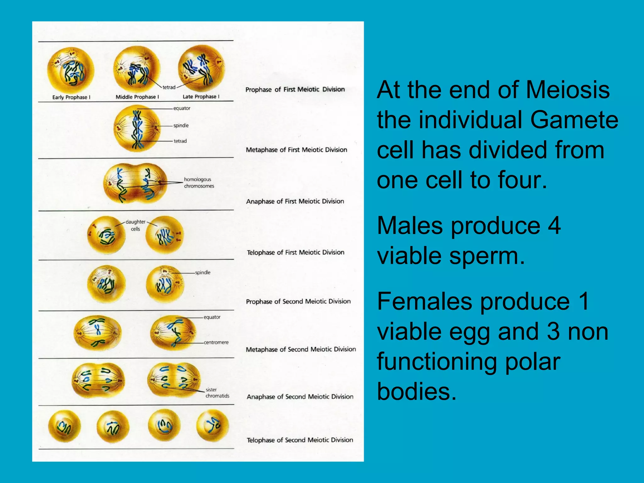 Mitosis meosis | PPT