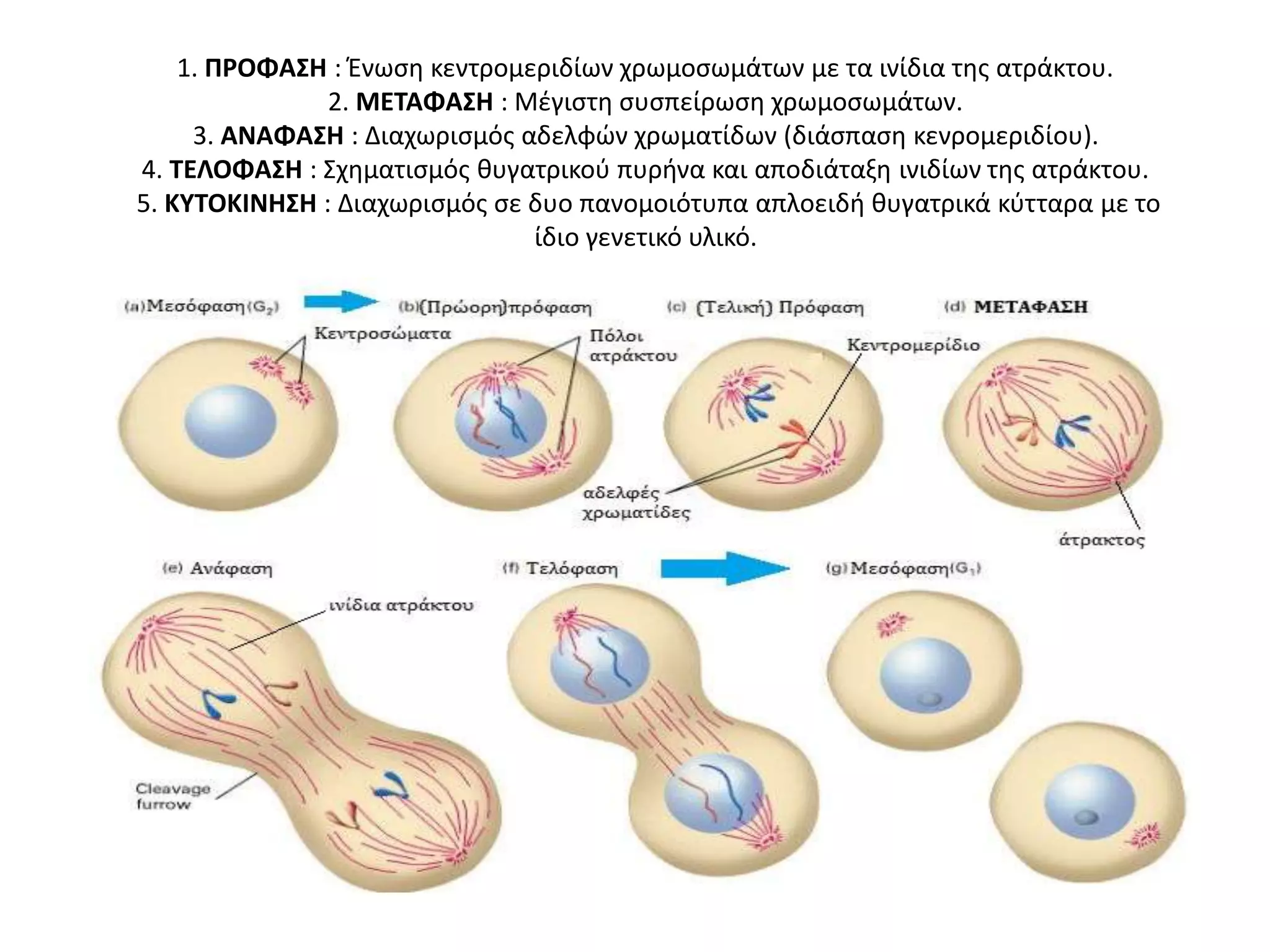 Mitosis miosis | PPTX