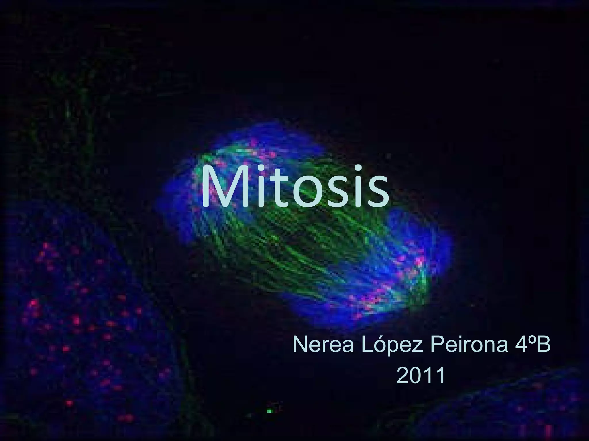 Mitosis Nerea | PPT