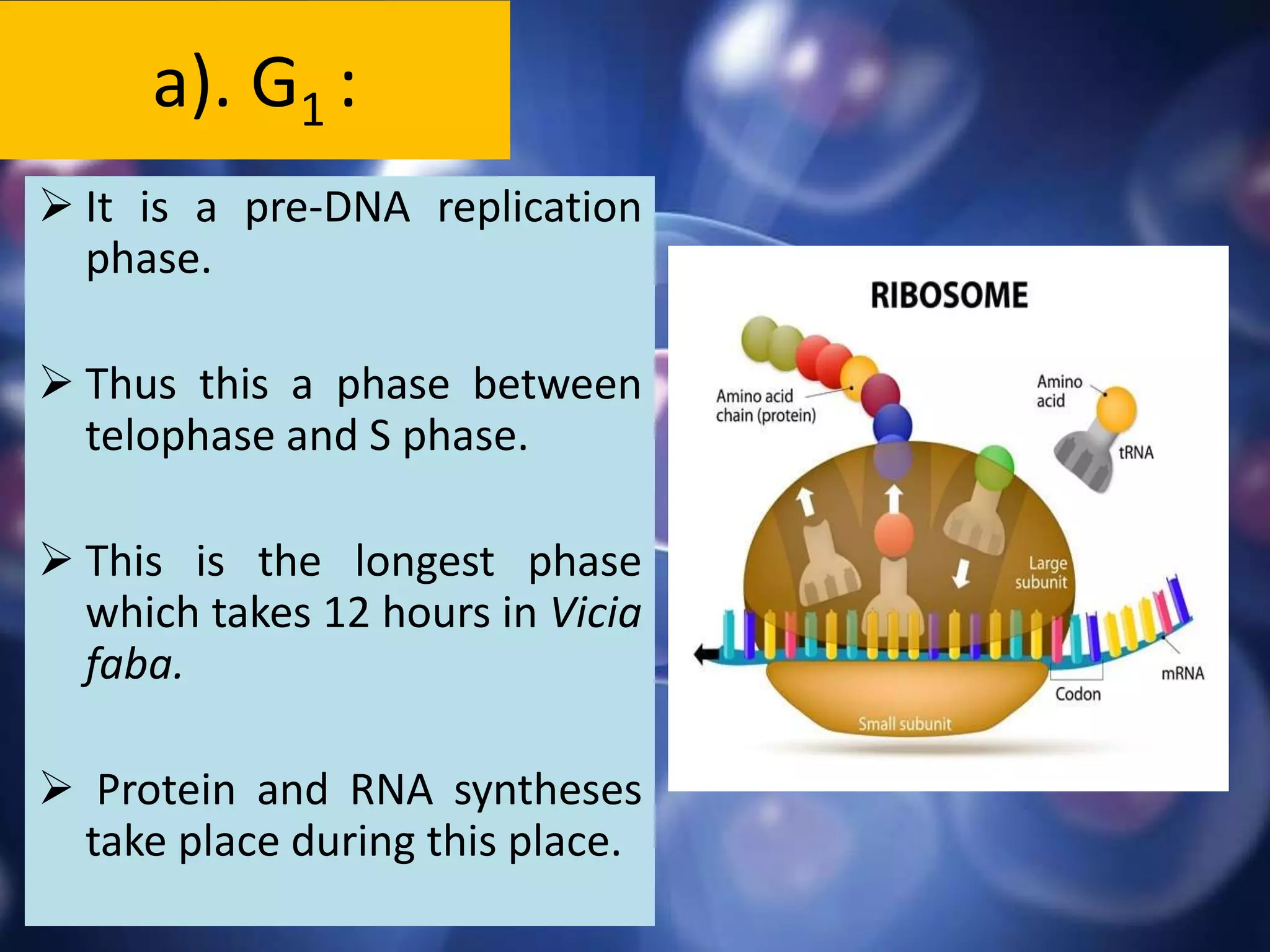 Chromosomal theory of inheritance in relation to cell division | PPTX