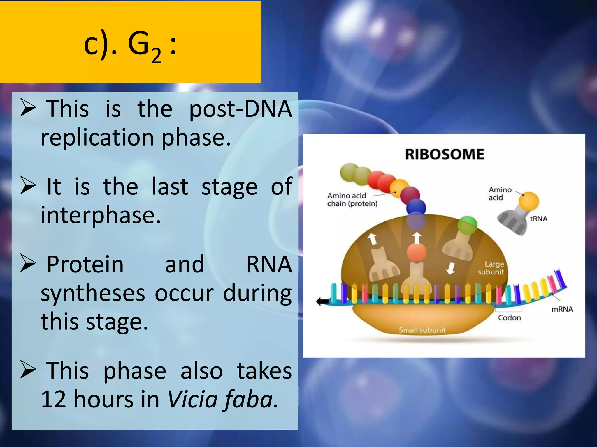 Chromosomal theory of inheritance in relation to cell division | PPTX
