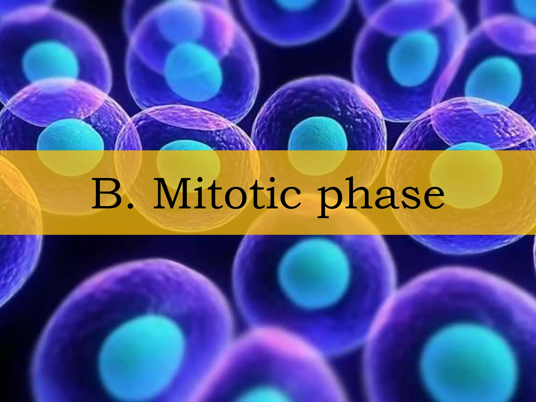 Chromosomal theory of inheritance in relation to cell division | PPTX