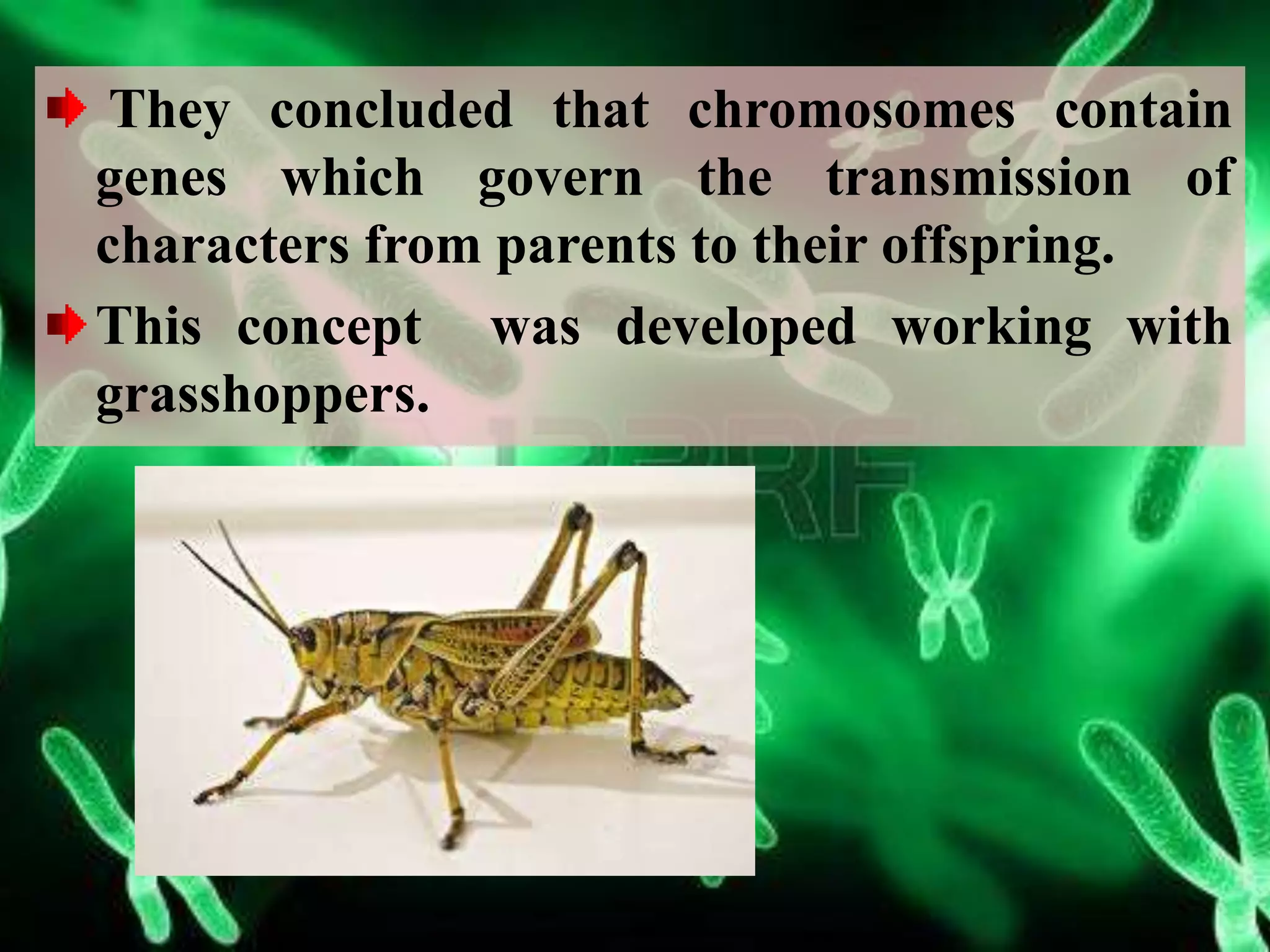 Chromosomal theory of inheritance in relation to cell division | PPTX