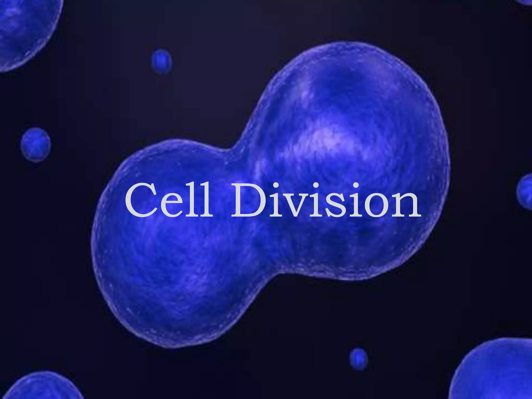 Chromosomal theory of inheritance in relation to cell division | PPTX