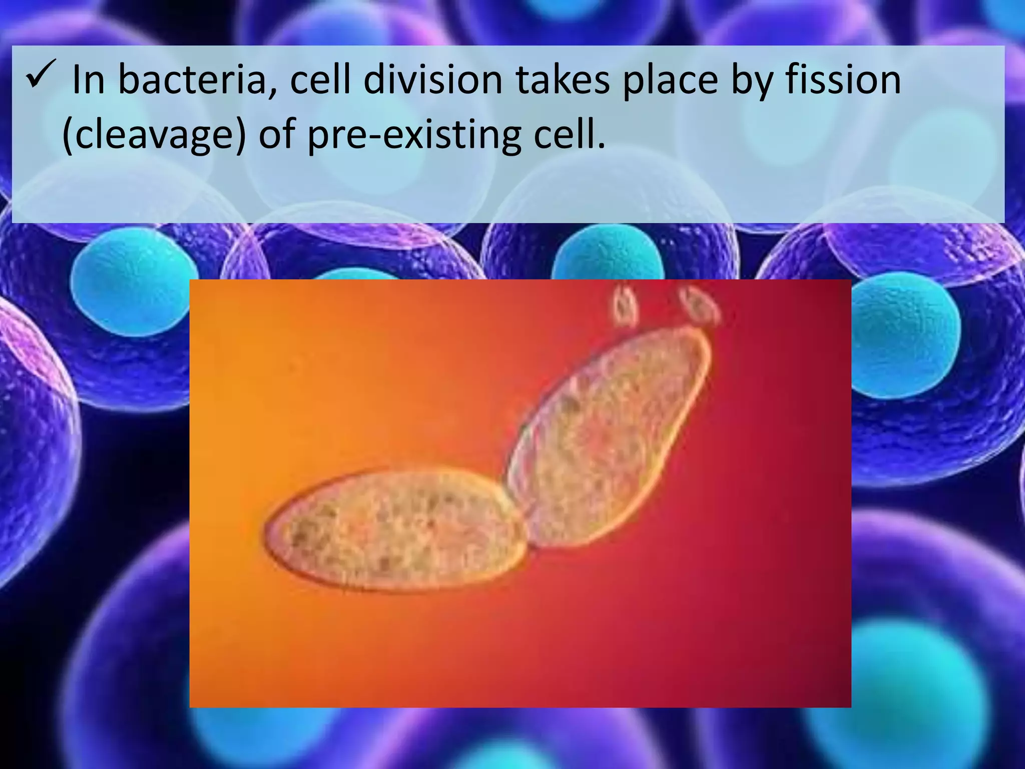 Chromosomal theory of inheritance in relation to cell division | PPTX