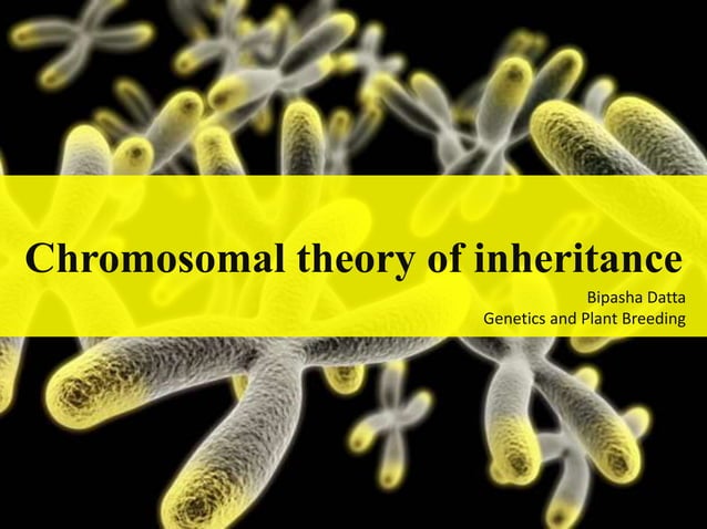 Chromosomal theory of inheritance in relation to cell division | PPTX ...