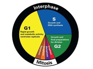Chromosomal theory of inheritance in relation to cell division | PPTX