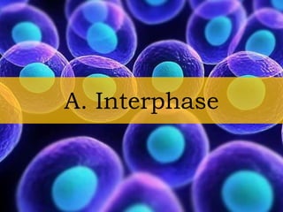 Chromosomal theory of inheritance in relation to cell division | PPTX