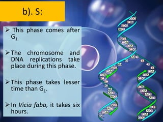 Chromosomal theory of inheritance in relation to cell division | PPTX