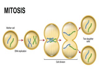 Chromosomal theory of inheritance in relation to cell division | PPTX