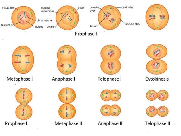 Chromosomal theory of inheritance in relation to cell division | PPTX | Biological Sciences ...