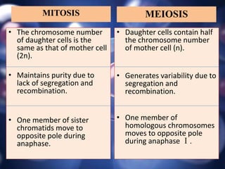 Chromosomal theory of inheritance in relation to cell division | PPTX
