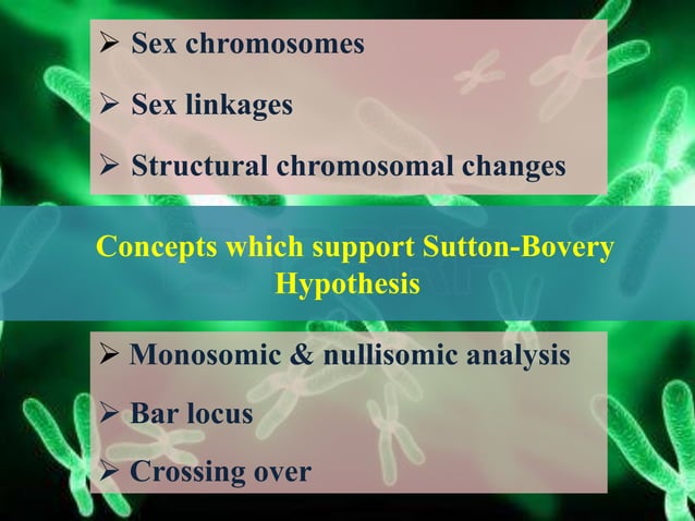 Chromosomal theory of inheritance in relation to cell division | PPTX | Biological Sciences ...