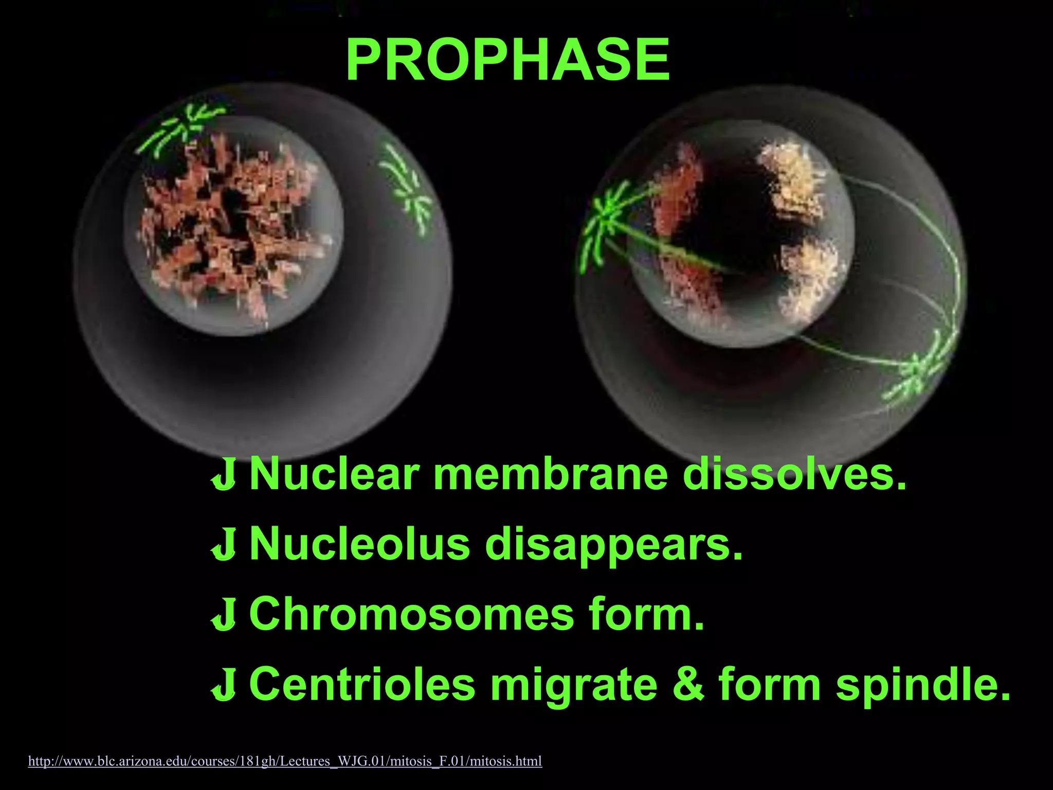 Mitosis notes | PPTX | Biological Sciences | Science
