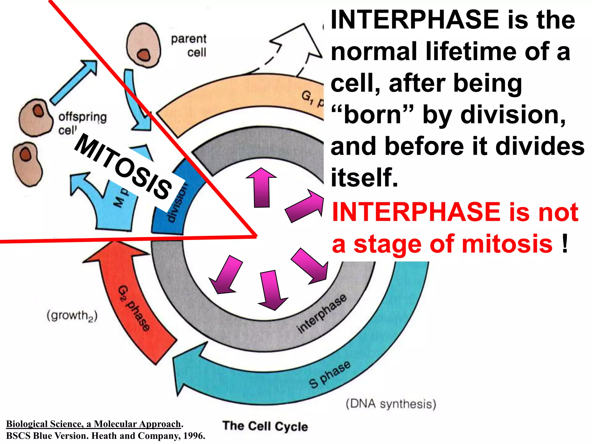 Mitosis notes | PPTX | Biological Sciences | Science