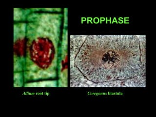 Mitosis notes | PPTX | Biological Sciences | Science