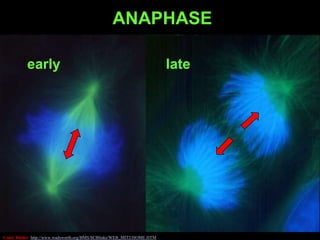 Mitosis notes | PPTX | Biological Sciences | Science