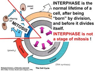 Mitosis notes | PPTX | Biological Sciences | Science