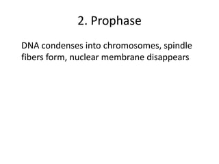Mitosis notes | PPTX
