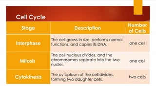 Cell Growth and Mitosis | PPTX