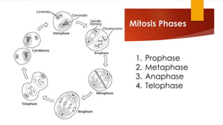 Cell Growth and Mitosis | PPTX