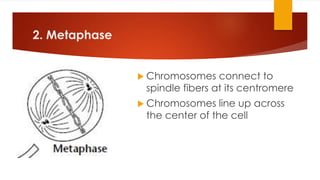 Cell Growth and Mitosis | PPTX