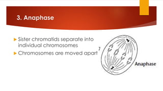 Cell Growth and Mitosis | PPTX