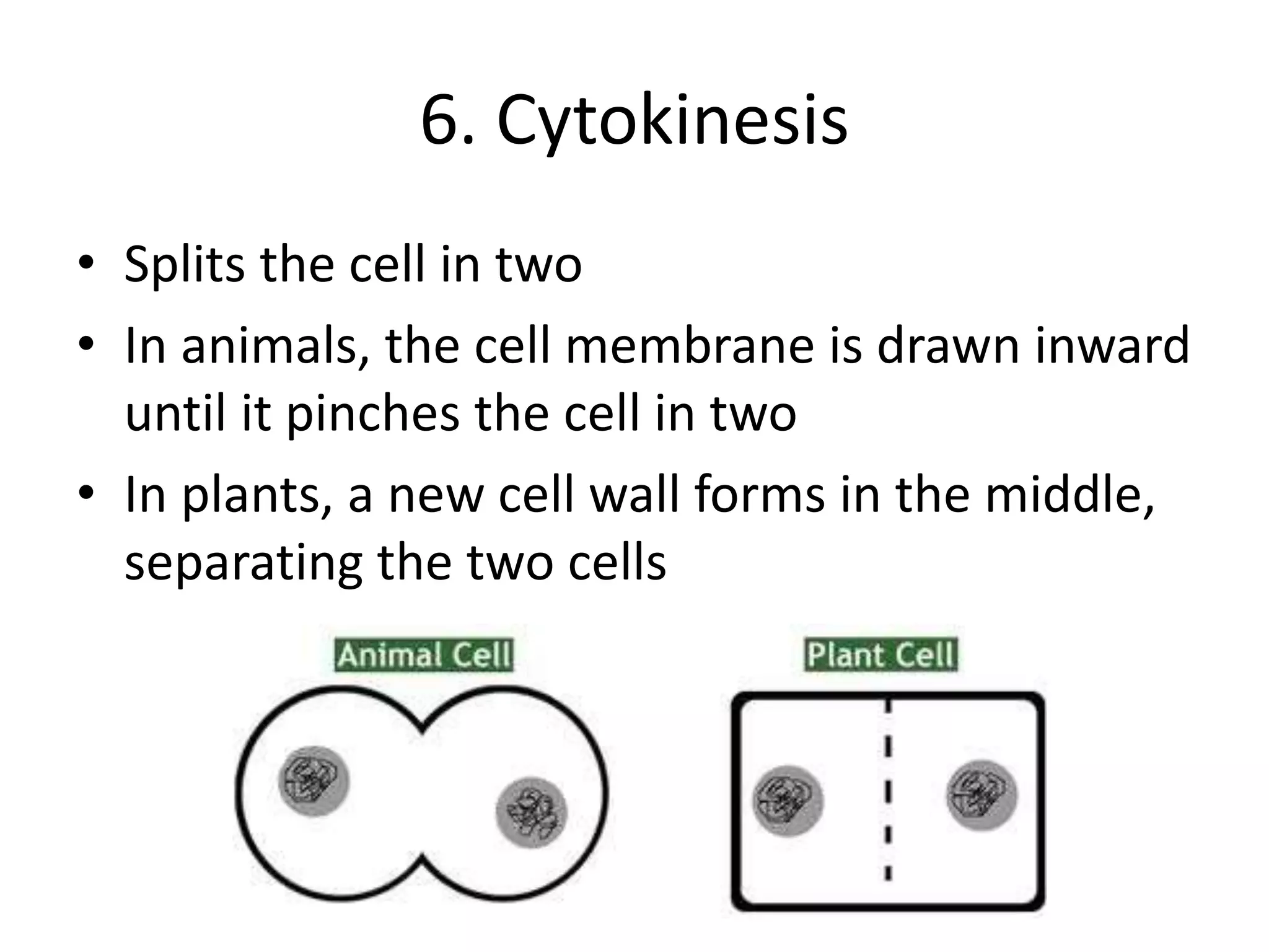 Mitosis notes | PPTX