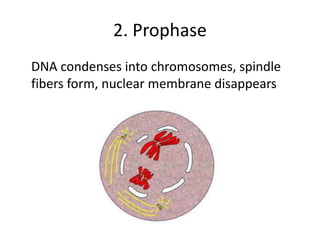 Mitosis notes | PPTX