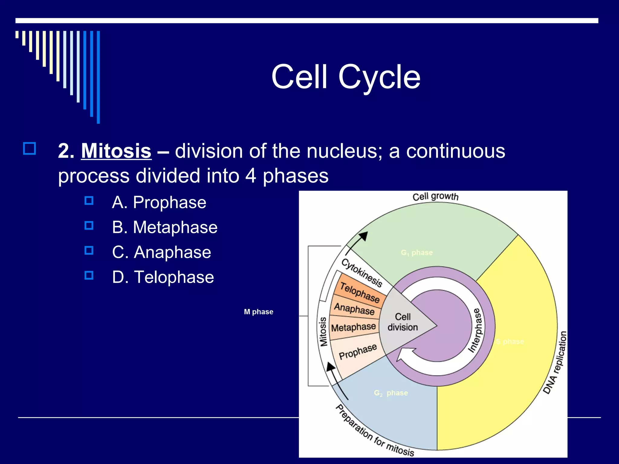 Mitosis Notes | PPT
