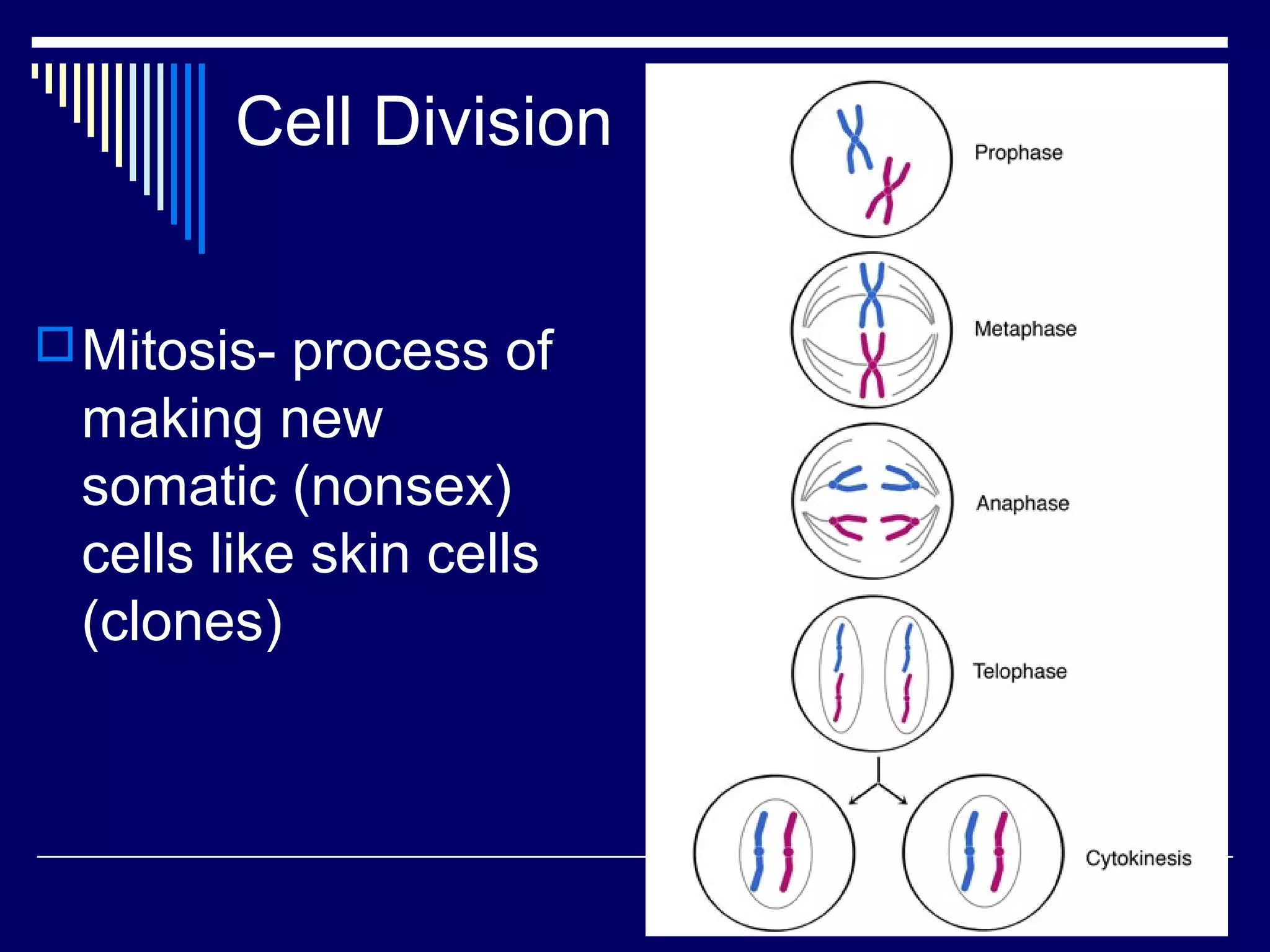 Mitosis Notes | PPT | Biological Sciences | Science