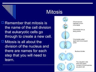 Mitosis Notes | PPT | Biological Sciences | Science