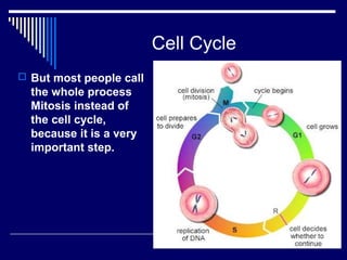 Mitosis Notes | PPT | Biological Sciences | Science