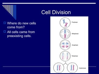 Mitosis Notes | PPT