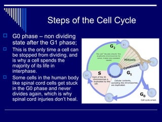 Mitosis Notes | PPT | Biological Sciences | Science
