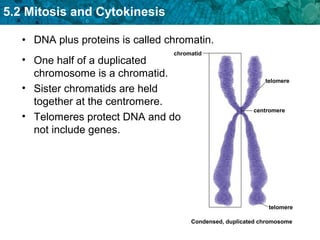 Mitosis notes 5.2 | PPT